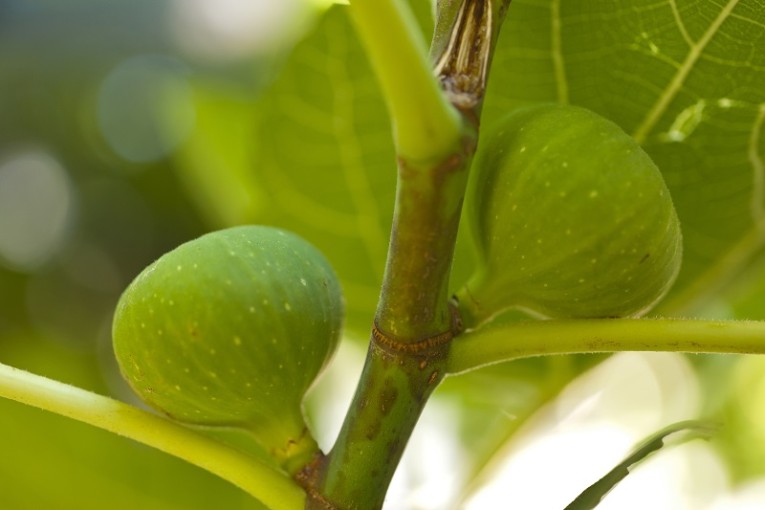 Anjeer (Anjir): 31 Amazing Health Benefits of Anjeer & Nutrition Facts