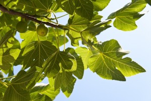 Anjeer (Anjir): 31 Amazing Health Benefits of Anjeer & Nutrition Facts