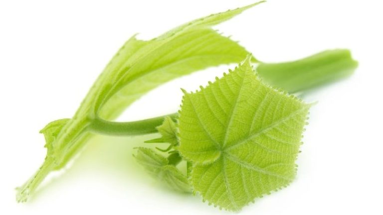 Abroma Augusta (Ulat Kambal/Devil's Cotton) Benefits, Uses, Dosage ...