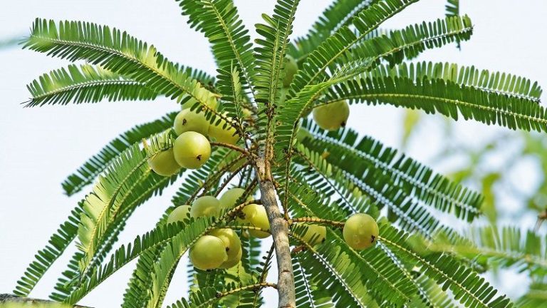 8 Evidence Based Amazing Health Benefits of Amla - Ayur Times