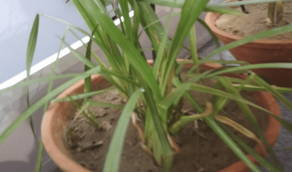 Vacha (Sweet Flag) - Acorus Calamus Benefits, Dosage & Side Effects