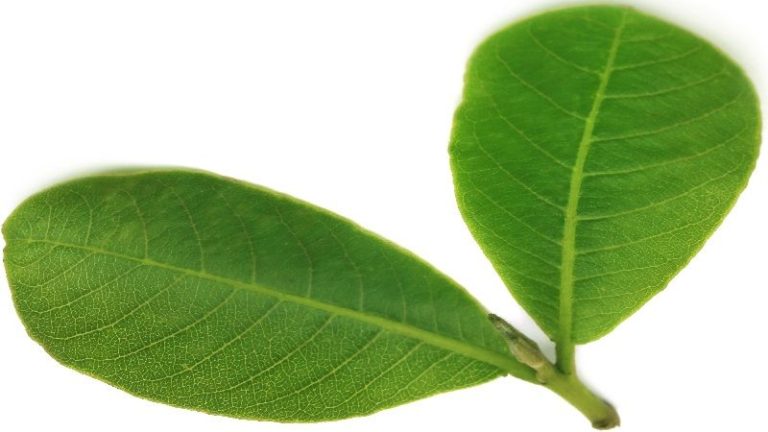 Terminalia Arjuna (Arjun Bark) Benefits, Uses, Dosage & Side Effects