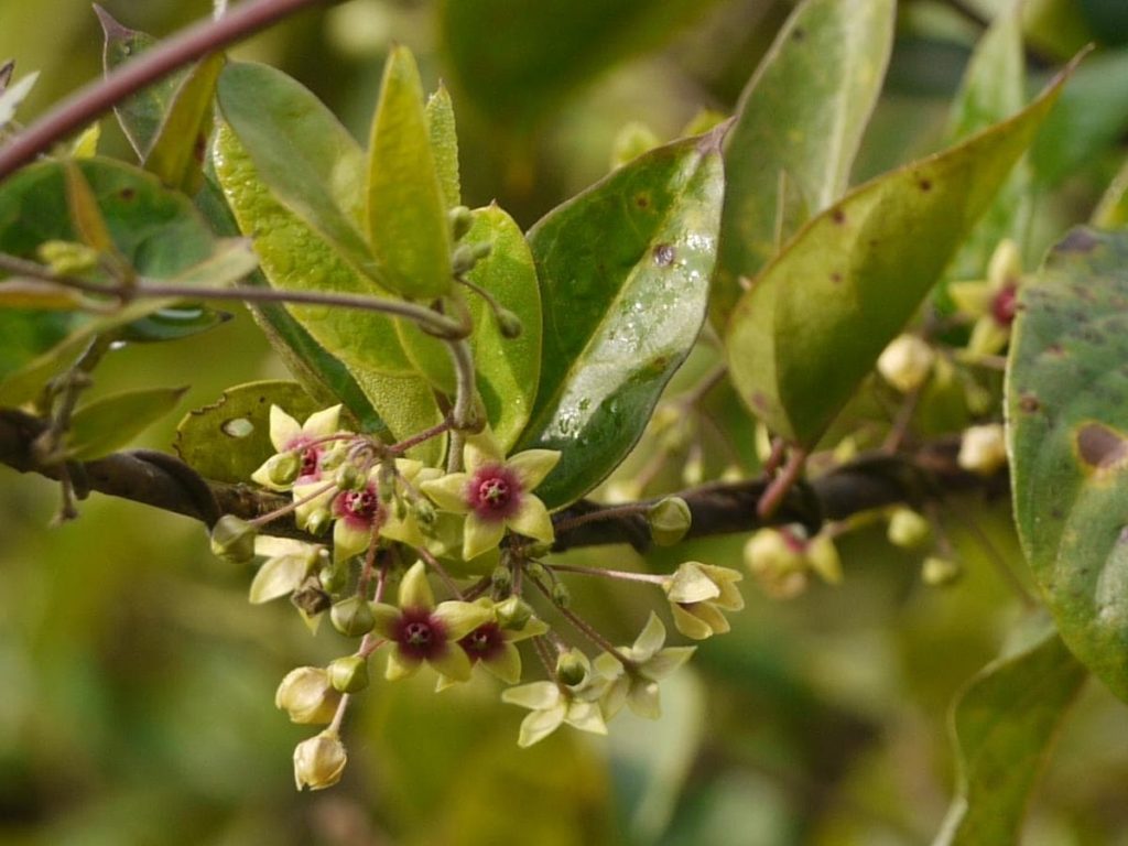 Dambel (Tylophora Indica) Benefits, Uses, Dosage & Side Effects