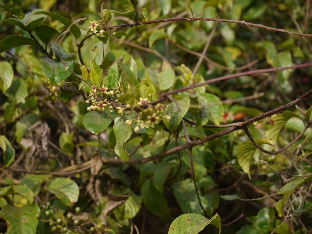 Dambel (Tylophora Indica) Benefits, Uses, Dosage & Side Effects