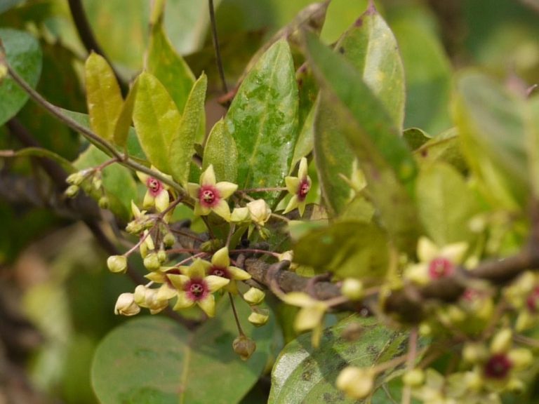 Dambel (Tylophora Indica) Benefits, Uses, Dosage & Side Effects