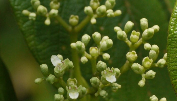 Agnimantha - Premna Integrifolia Benefits, Uses, Dosage & Side Effects