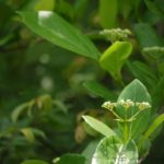 Agnimantha - Premna Integrifolia Benefits, Uses, Dosage & Side Effects