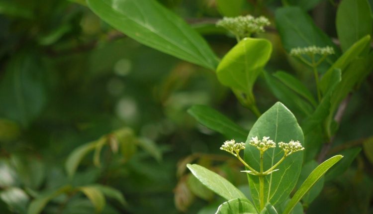 Agnimantha - Premna Integrifolia Benefits, Uses, Dosage & Side Effects