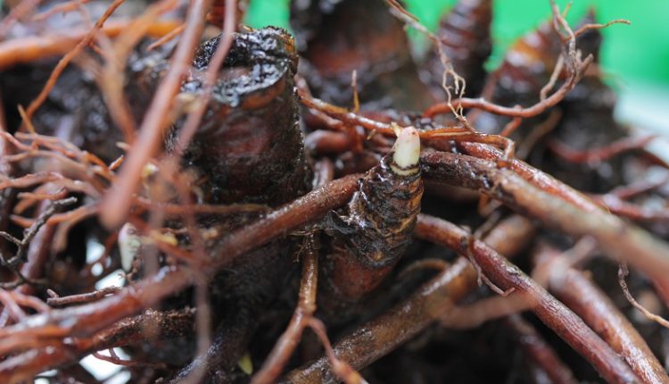 Black Cohosh (Actaea Racemosa or Cimicifuga Racemosa) Benefits, Dosage ...