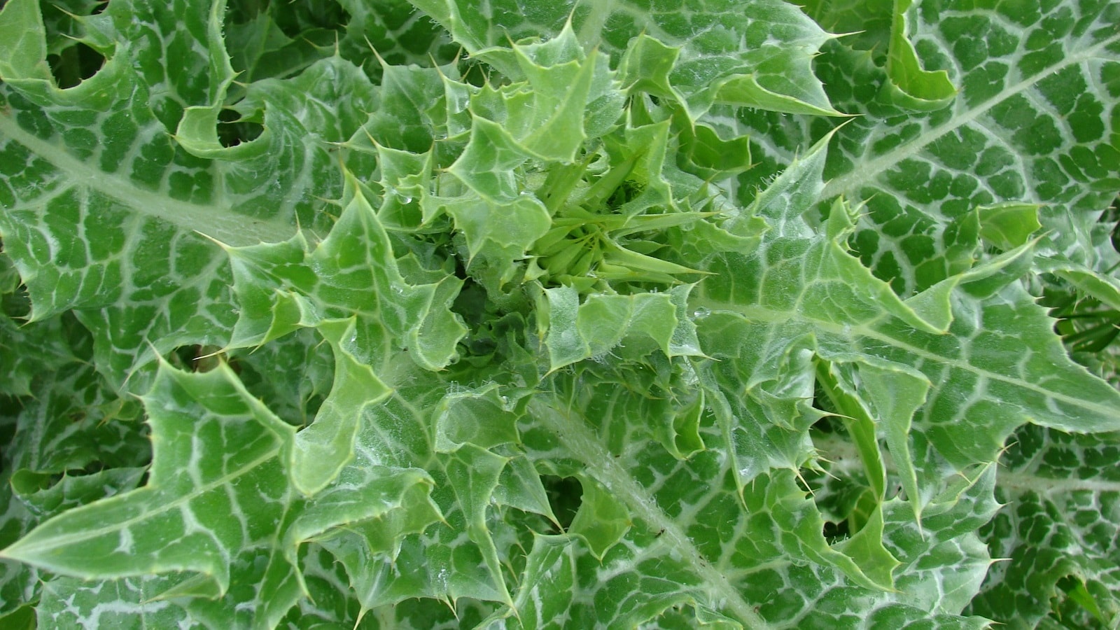 Milk Thistle (Silybum Marianum) Benefits, Uses, Dosage, Interactions ...