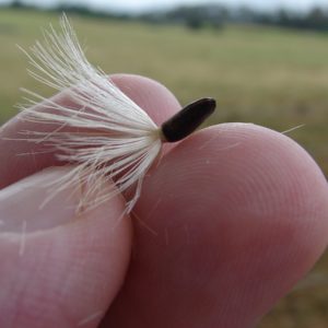 Milk Thistle (Silybum Marianum) Benefits, Dosage and Side Effects