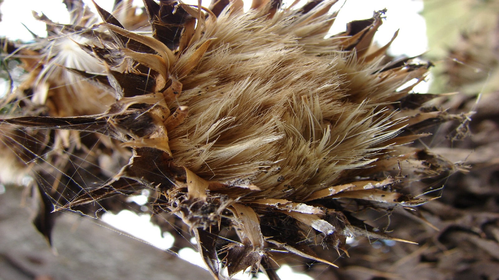 Milk Thistle (Silybum Marianum) Benefits, Uses, Dosage, Interactions ...