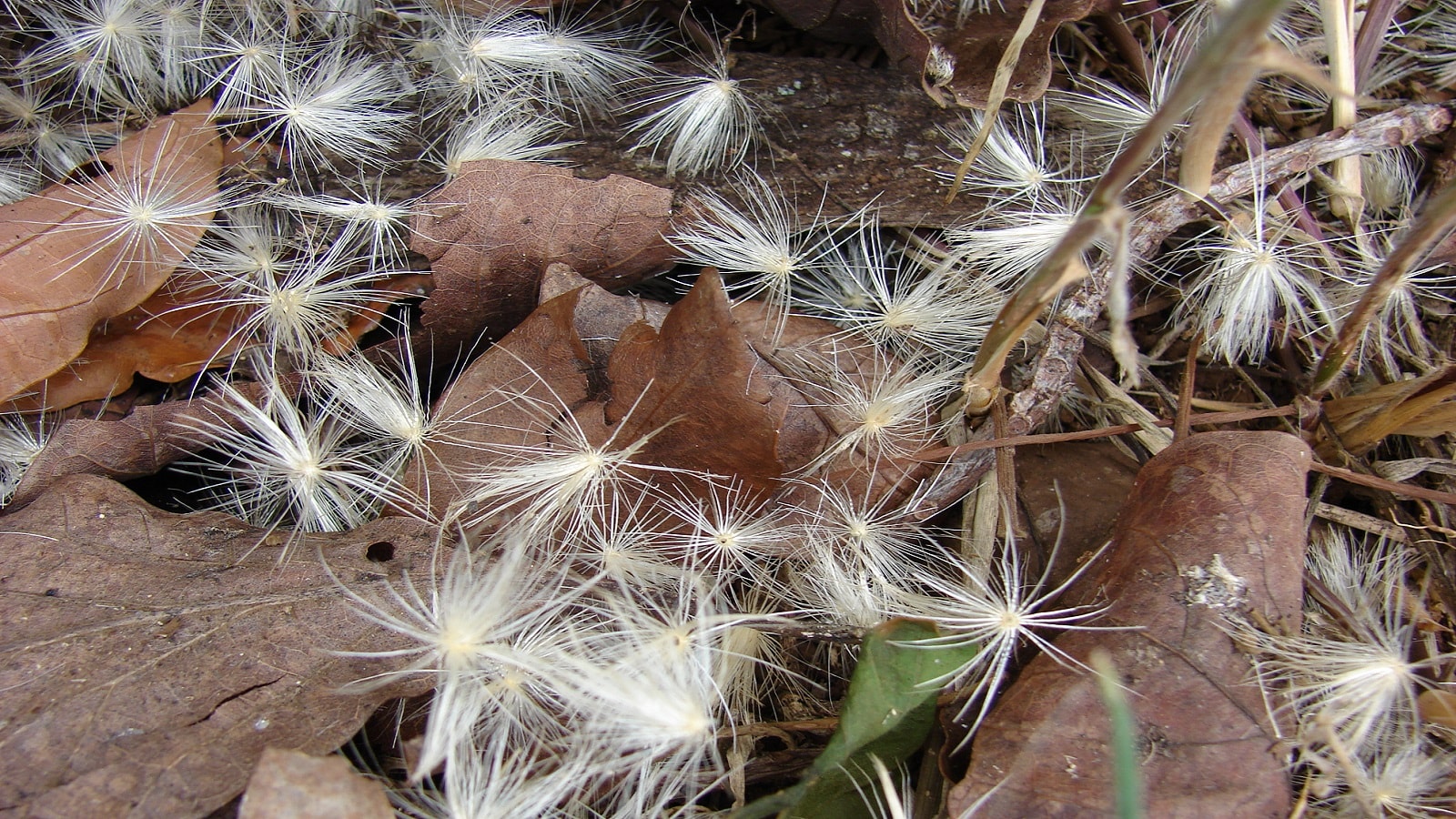 Milk Thistle (Silybum Marianum) Benefits, Uses, Dosage, Interactions ...