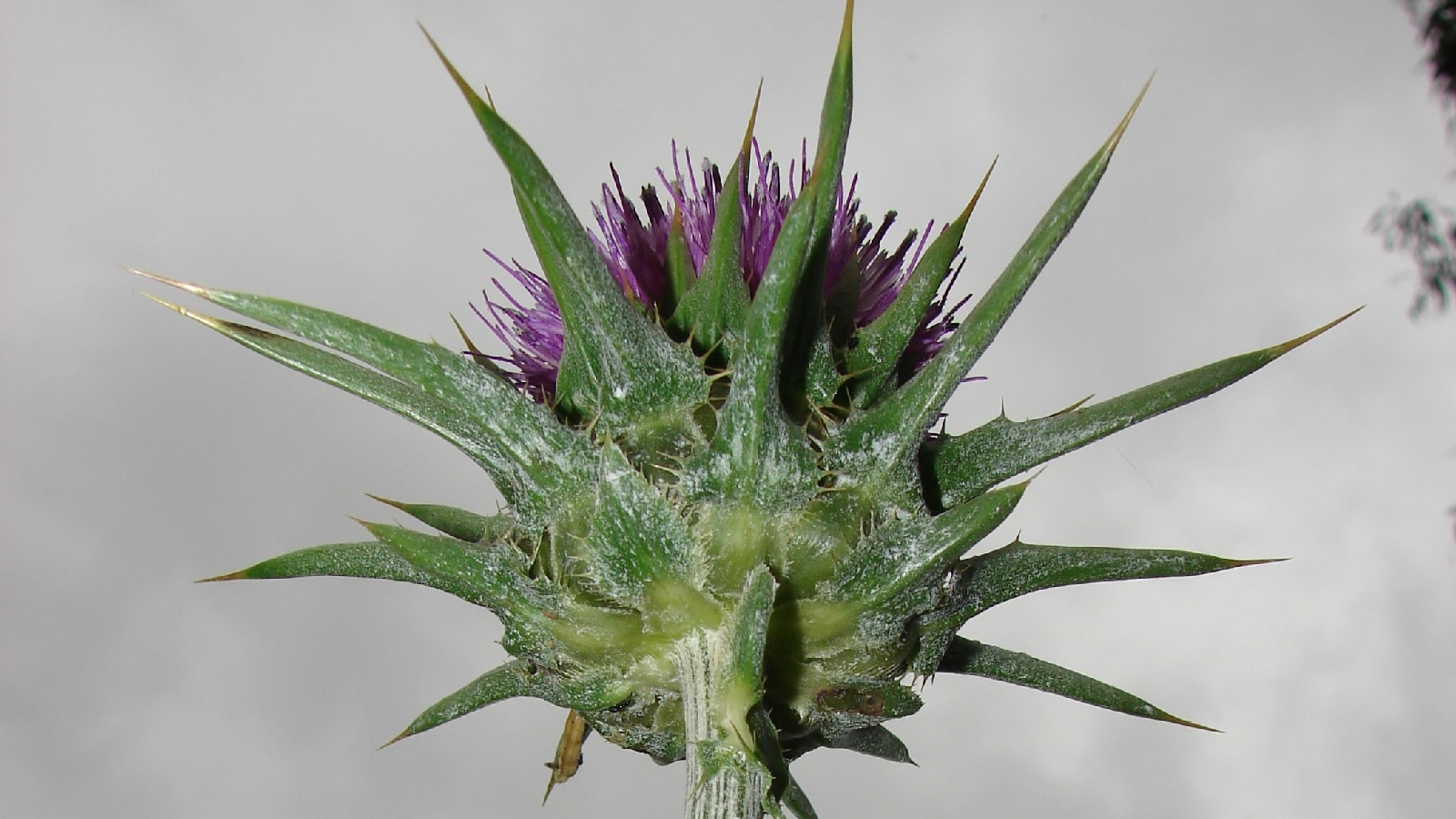 Milk Thistle (Silybum Marianum) Benefits, Uses, Dosage, Interactions ...