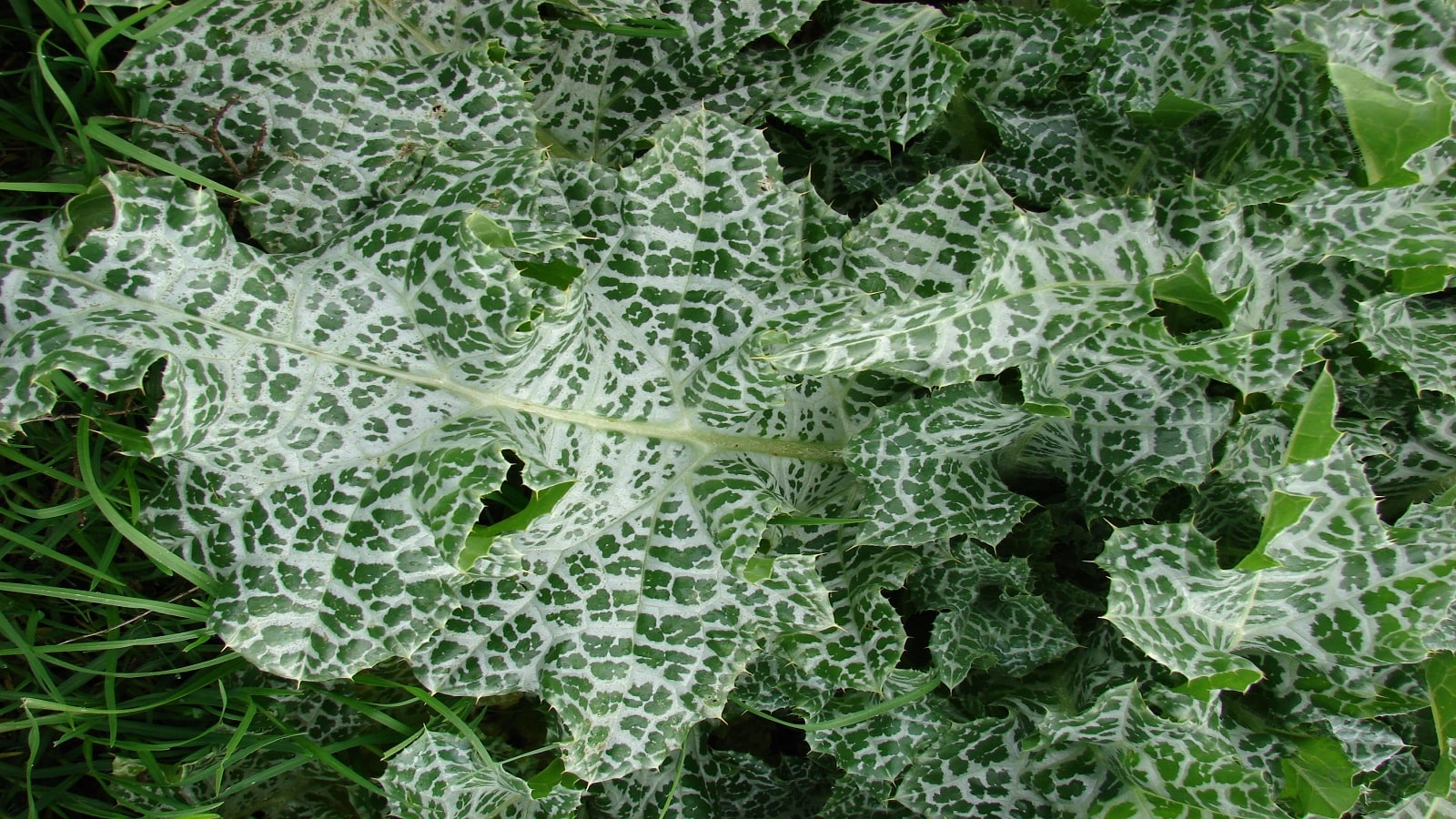 Milk Thistle (Silybum Marianum) Benefits, Uses, Dosage, Interactions ...