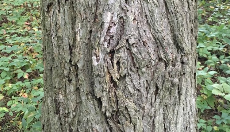 Slippery Elm (Ulmus Rubra) Benefits, Uses, Dosage and Side Effects