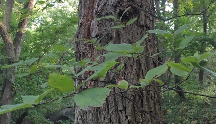 Slippery Elm (Ulmus Rubra) Benefits, Uses, Dosage and Side Effects
