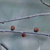 Slippery Elm (Ulmus Rubra) Benefits, Uses, Dosage and Side Effects