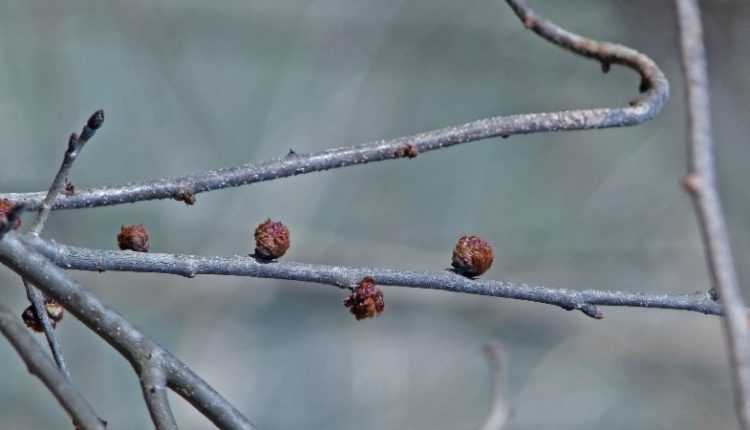 Slippery Elm (Ulmus Rubra) Benefits, Uses, Dosage and Side Effects