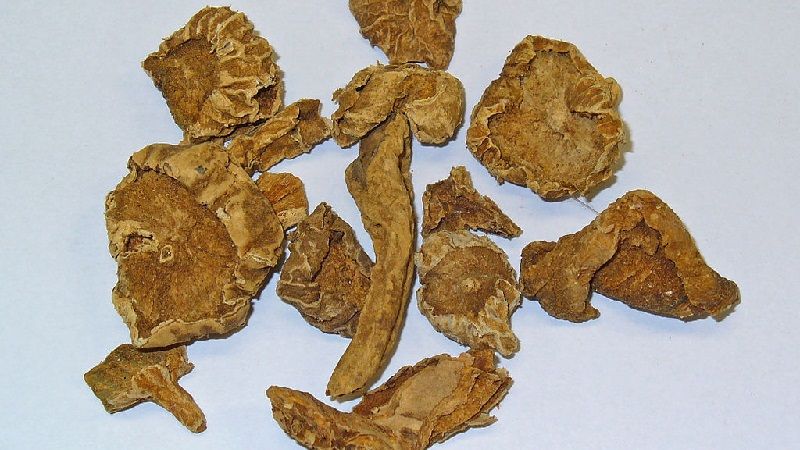 Devil's Claw (Harpagophytum Procumbens) Benefits