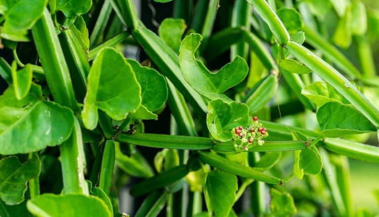 Cissus Quadrangularis | Hadjod Benefits, Medicinal Uses & Side Effects