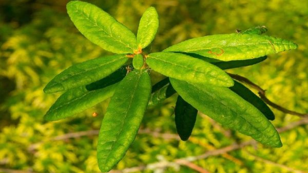 Bog Labrador Tea (Rhododendron Groenlandicum) - Ayur Times