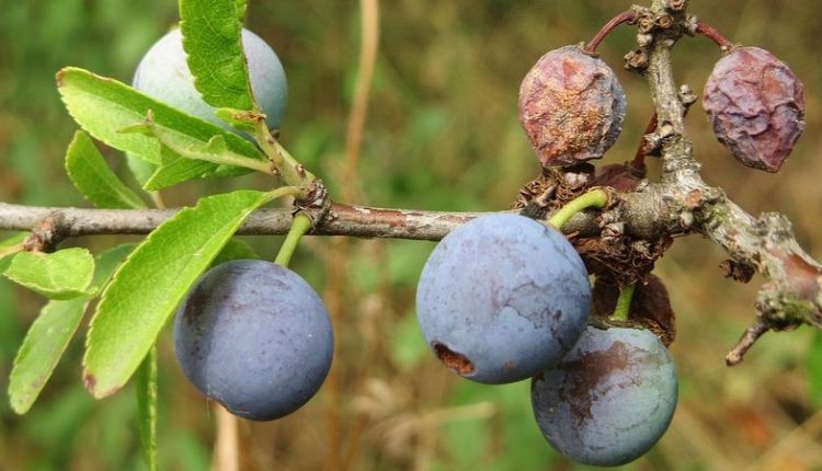 Prunus Spinosa (Blackthorn) | Ayur Times