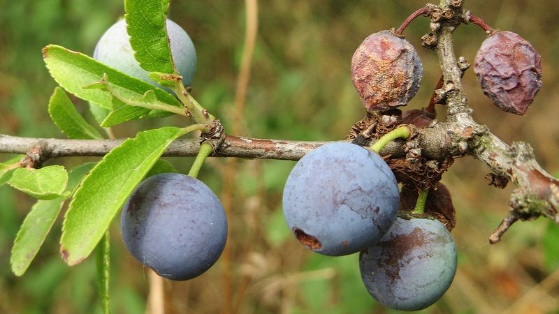 Prunus Spinosa (Blackthorn) | Ayur Times