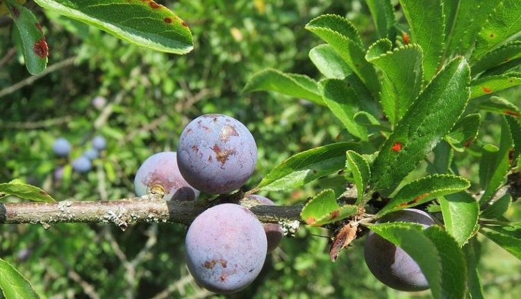 Prunus Spinosa (Blackthorn) | Ayur Times