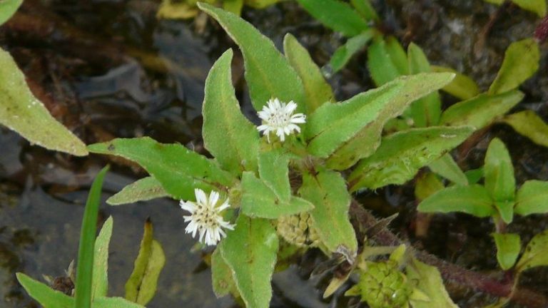 Bhringraj Benefits, Uses, Dosage & Side Effects