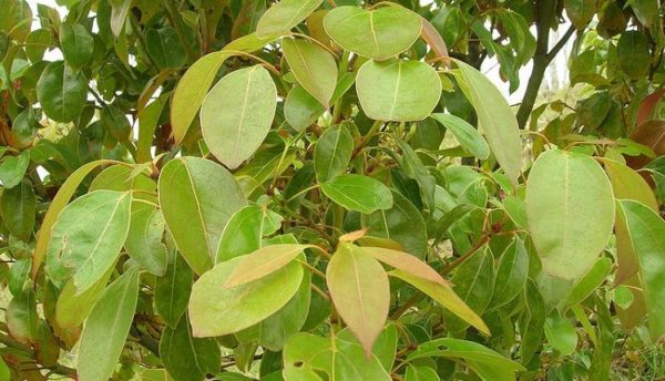 Camphor Oil Uses, Benefits and Side Effects | Ayur Times