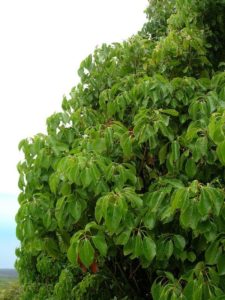 Cinnamomum Camphora (Camphor Tree): Taxomony, Description & Medicinal Uses
