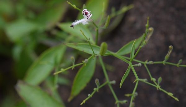 Nilavembu Benefits, Medicinal Uses, Dosage & Side Effects