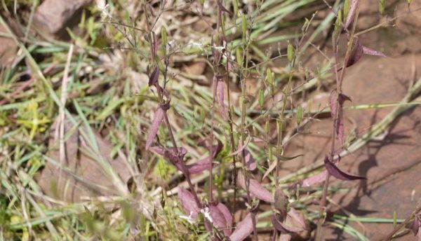 Nilavembu Benefits, Medicinal Uses, Dosage & Side Effects