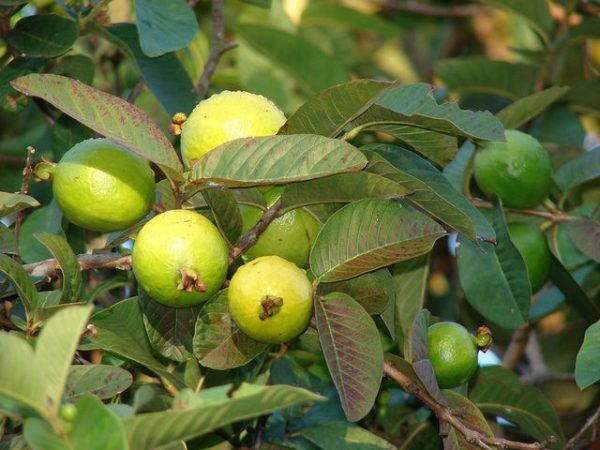 Psidium Guajava Taxonomy, Description & Medicinal Uses | Ayur Times