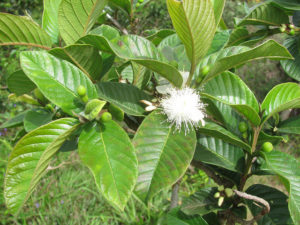 Psidium Guajava Taxonomy, Description & Medicinal Uses | Ayur Times