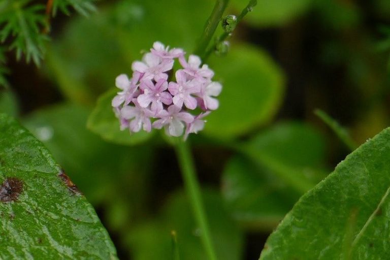 Tagara (Valeriana Wallichii): 14 Benefits, Uses & Side Effect - Ayur Times