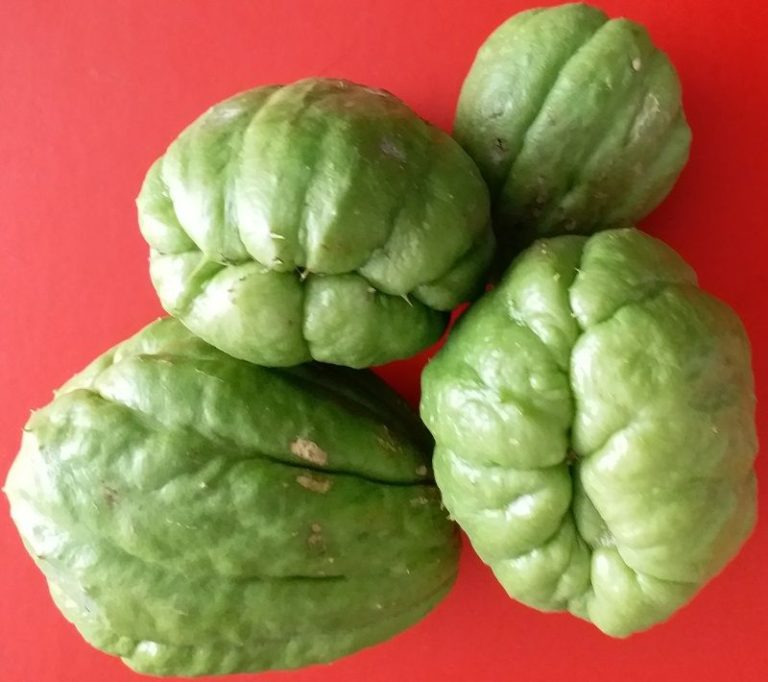 Chayote Benefits and Medicinal Uses - Ayur Times