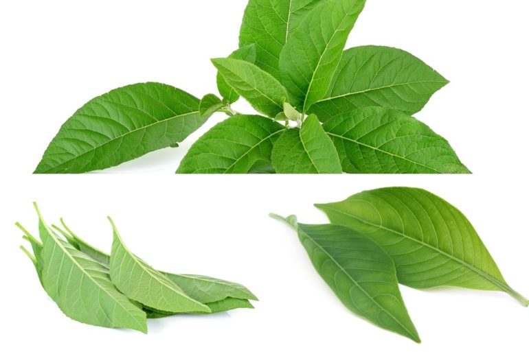 Adusa/Vasaka/Malabar Nut/Adhatoda vasica benefit and uses - Herbs Report