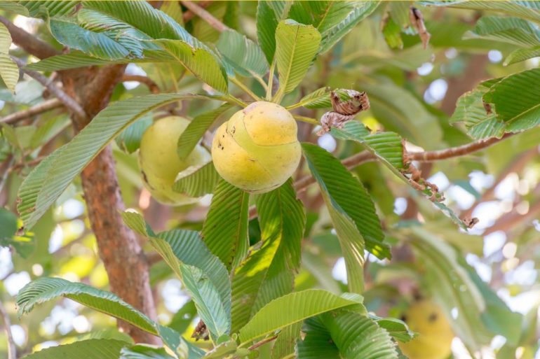 3 Amazing Health Benefits of Elephant Apple - Ayur Times