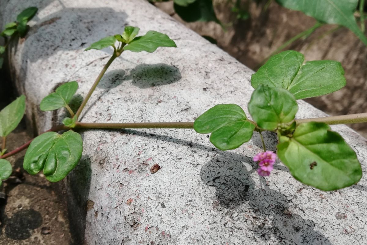 Punarnava Benefits, Uses, Dosage and Side Effects - Ayur Times